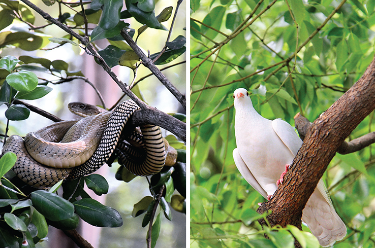 Wise as Serpents, Harmless as Doves – Adventuring with God